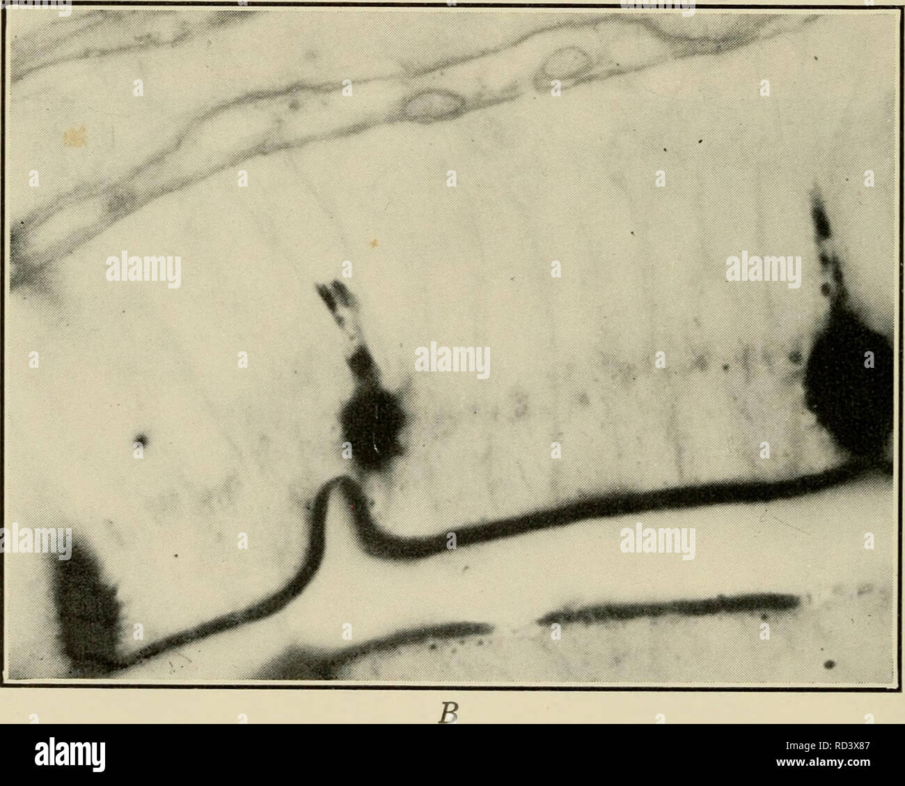 . Cytochemistry: a critical approach. Cells. Plate XII. Figure A ...