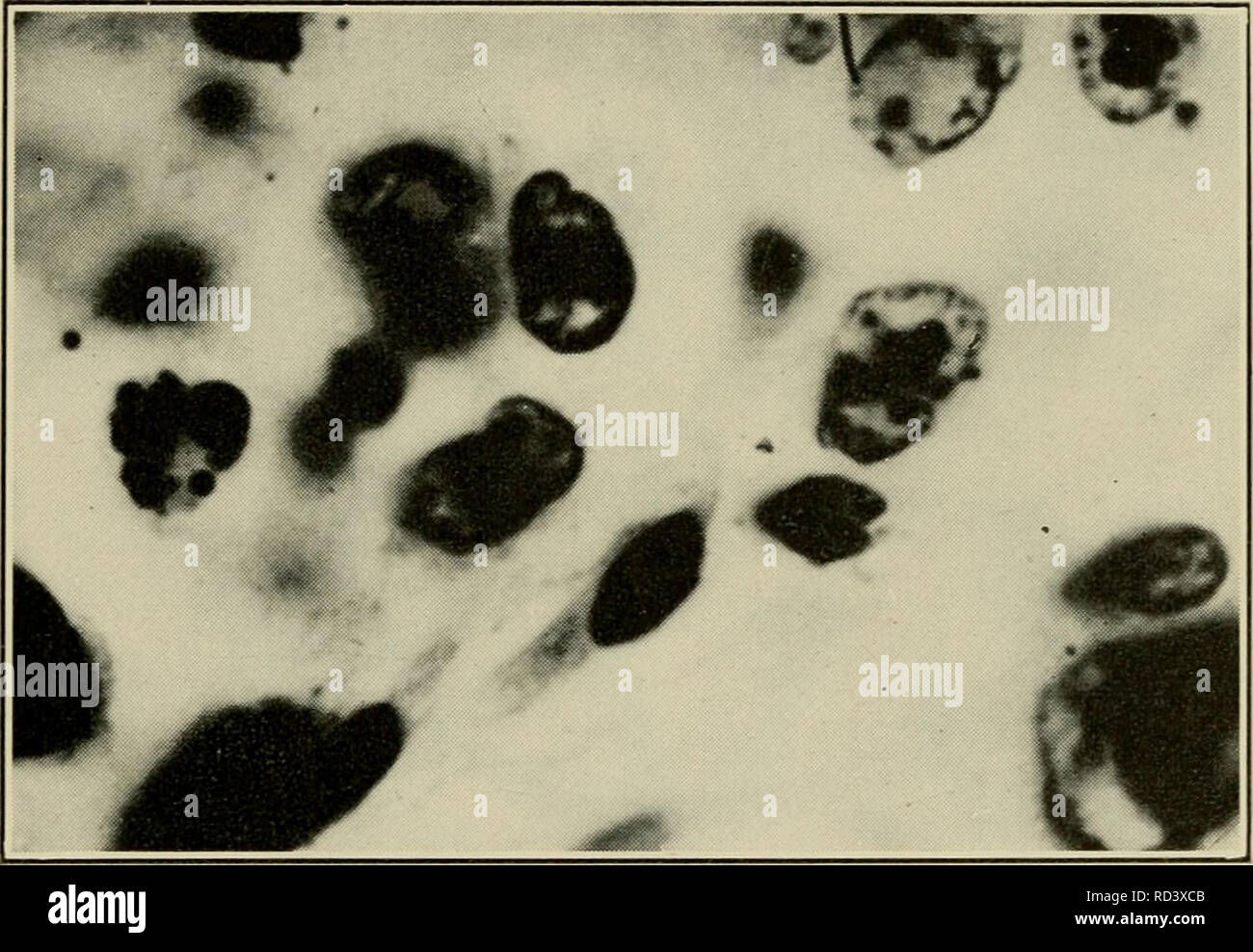 . Cytochemistry: a critical approach. Cells. D Plate VIII. Walker rat ...