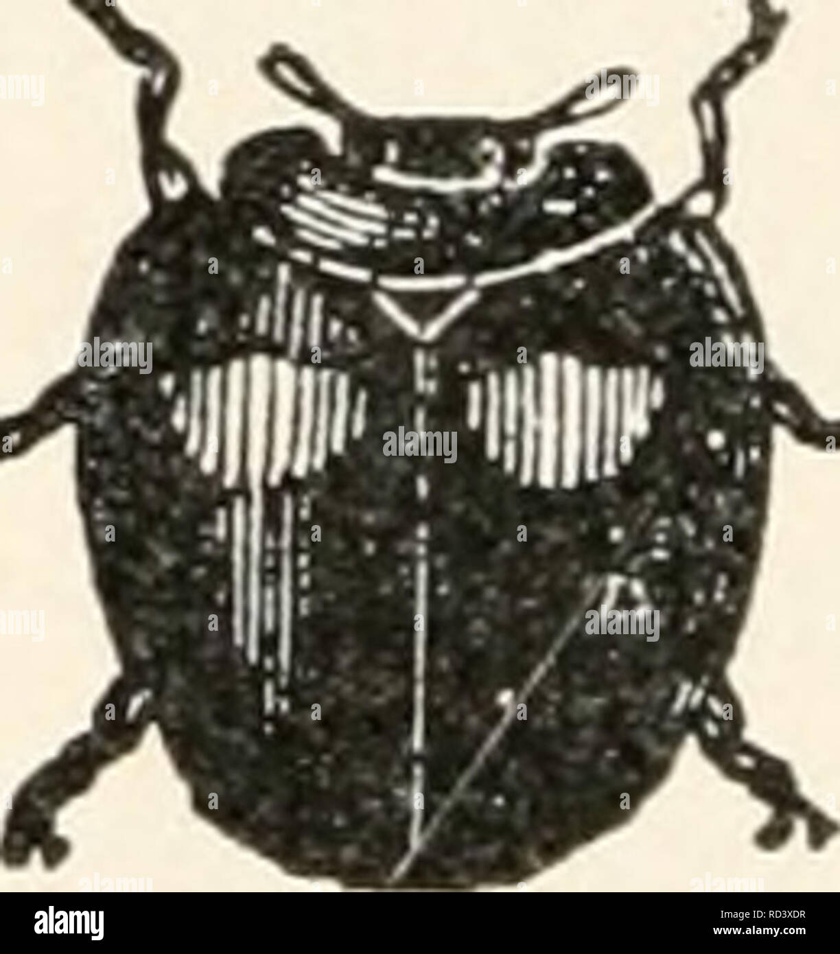 Nine spotted lady beetle hi-res stock photography and images - Alamy