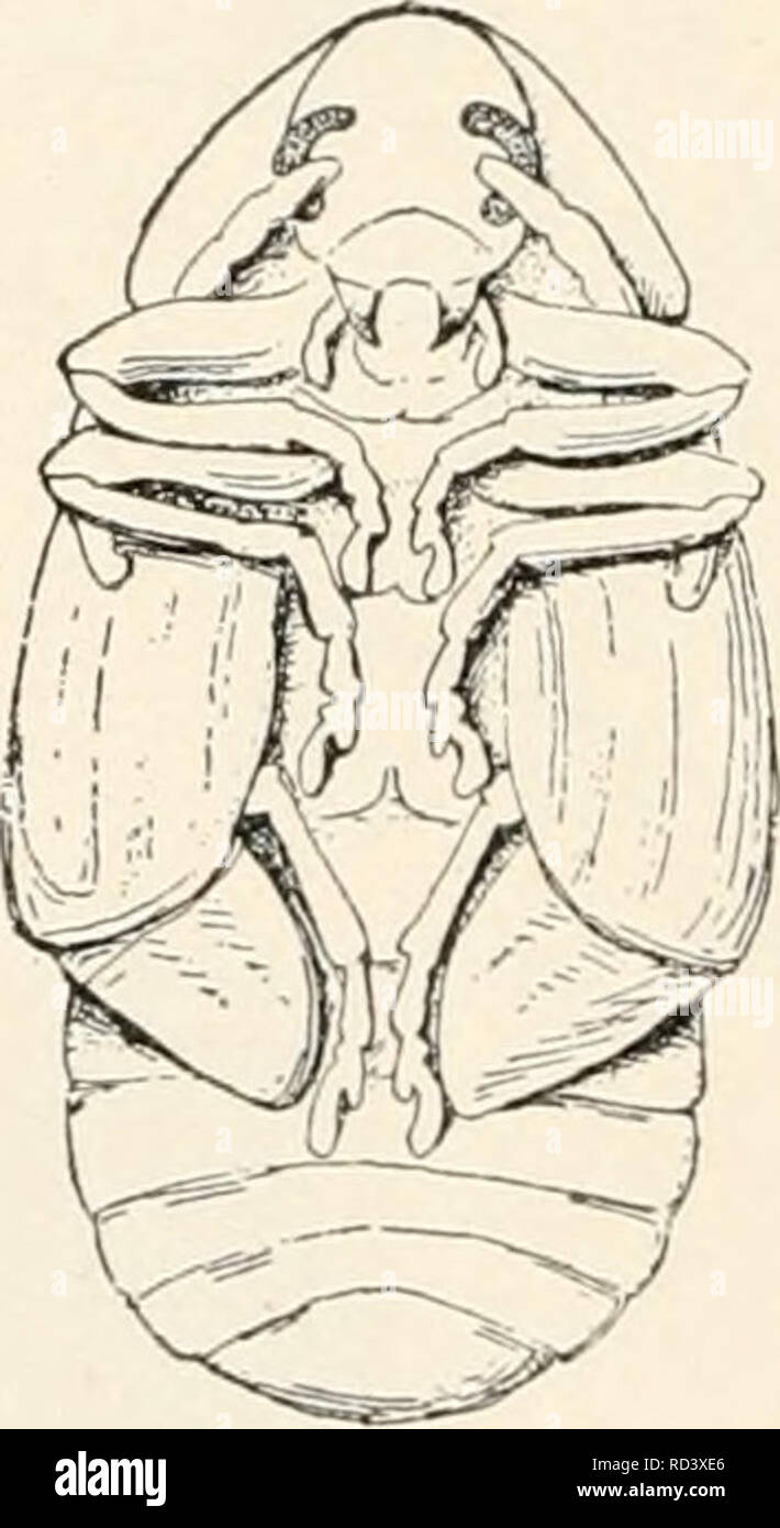 . Elementary entomology. Insects. 6 a c /• FIG. 229. The common bean ...