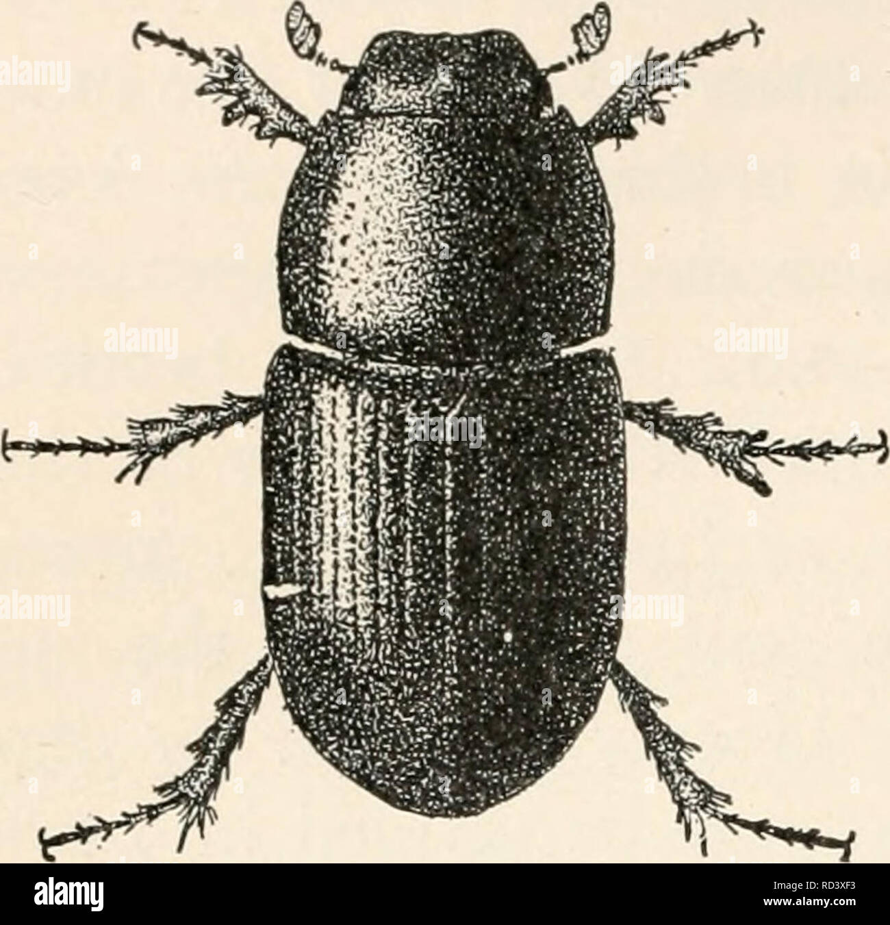 . Elementary entomology. Insects. ELEMENTARY ENTOMOLOGY body, curved ...