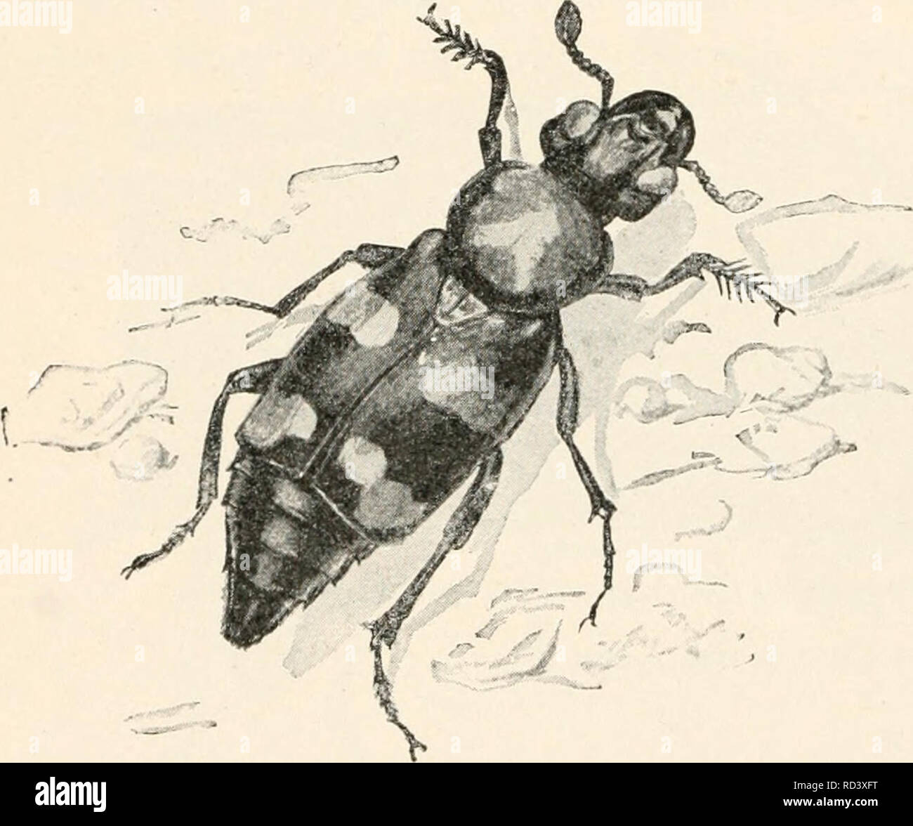 . Elementary entomology. Insects. FIG. 199. Water-scavenger beetles ...