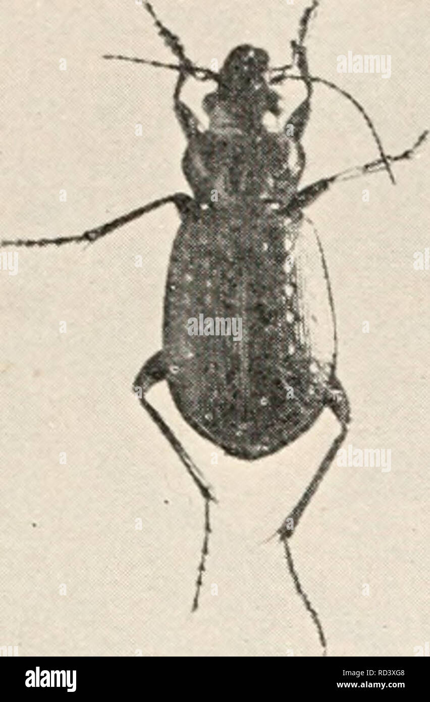 Small diving beetles hi-res stock photography and images - Alamy