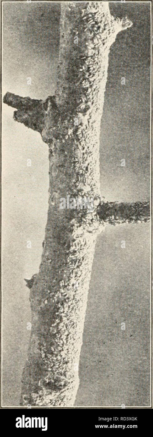 Ridged Scales High Resolution Stock Photography and Images - Alamy