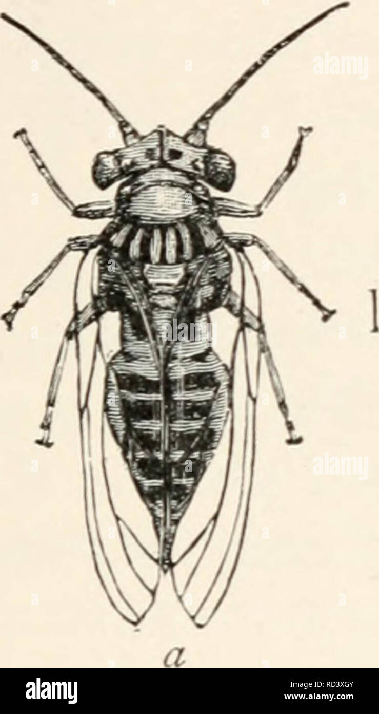 . Elementary entomology. Insects. THE TRUE BUGS 127 The psyllas, or ...