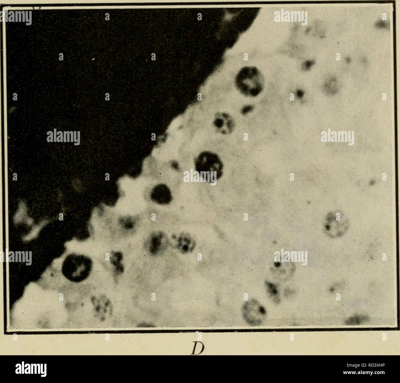 . Cytochemistry: a critical approach. Cells. Plate IV. Rat-kidney ...