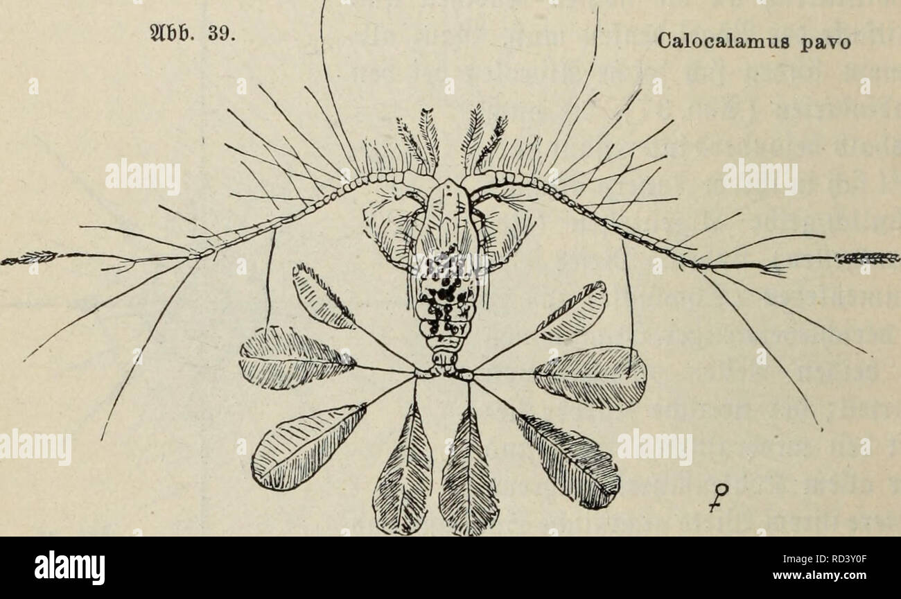 Physalia Preserved