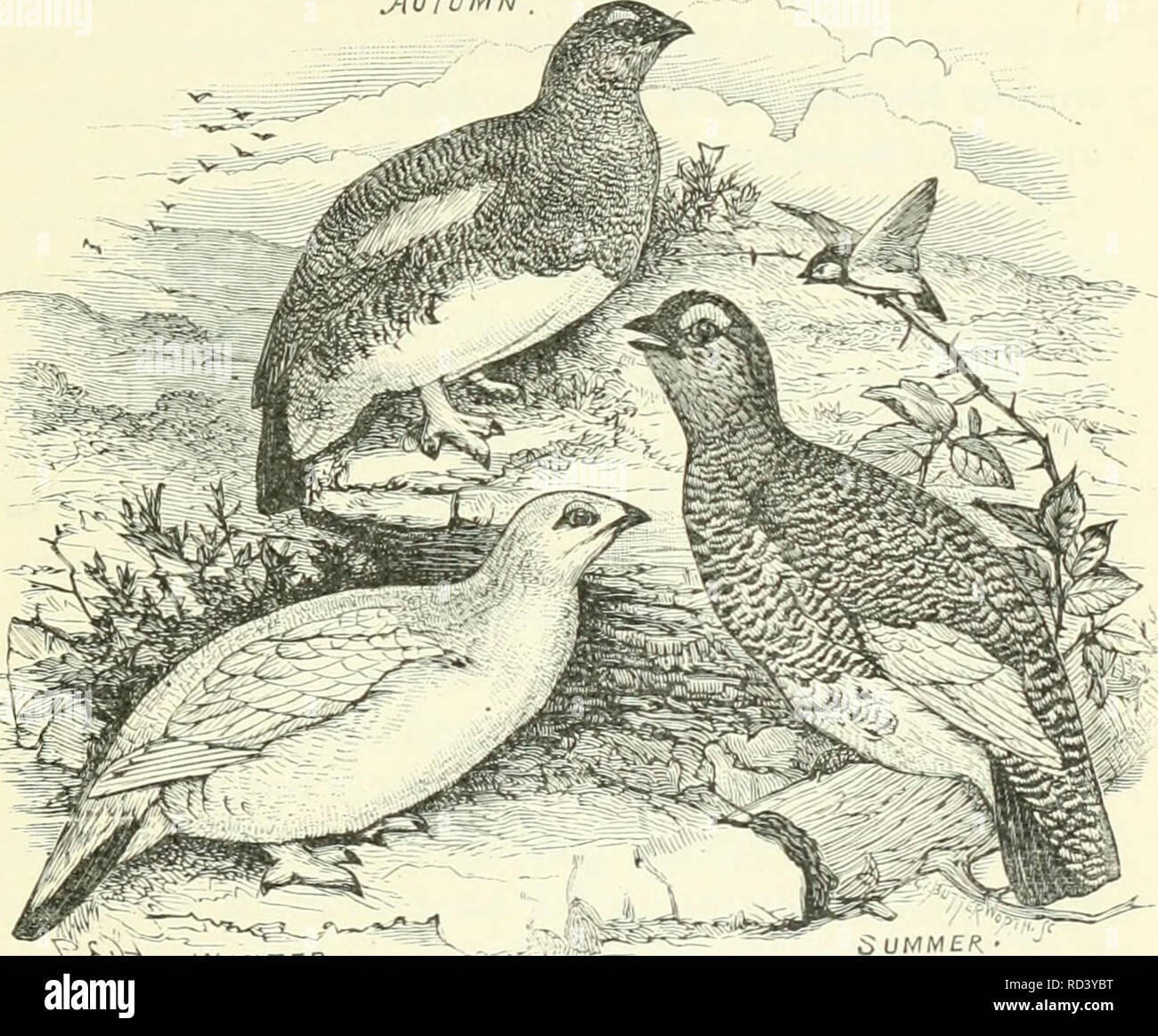 Natural Selection Examples In Animals