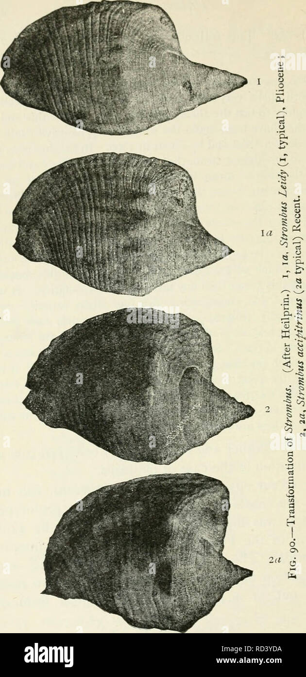 Darwinian evolution theory hi-res stock photography and images - Alamy