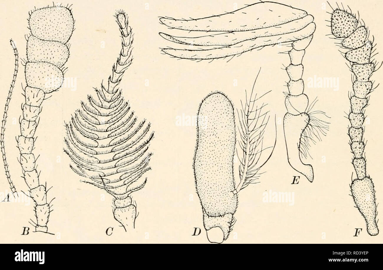 . Elementary entomology. Insects. CHAPTER III ANATOMY OF INSECTS ...