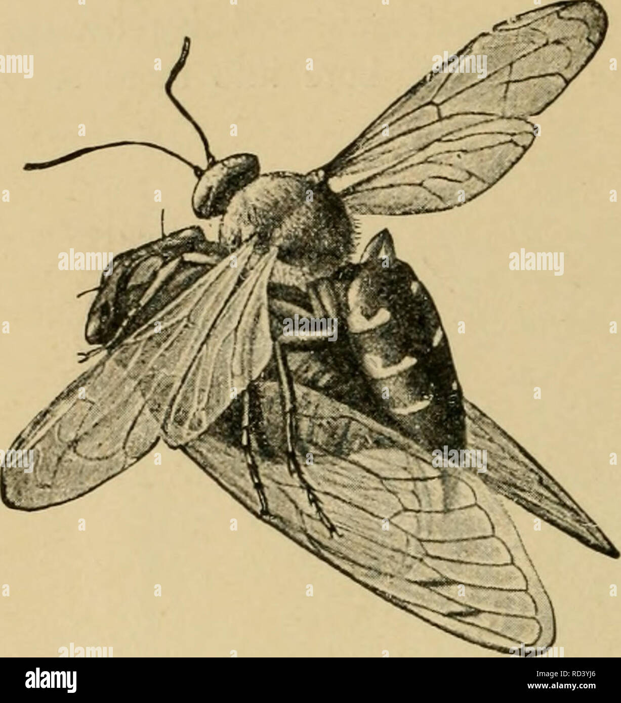 . Elementary entomology. Entomology. 264 ELEMENTARY ENTOMOLOGY. digger ...