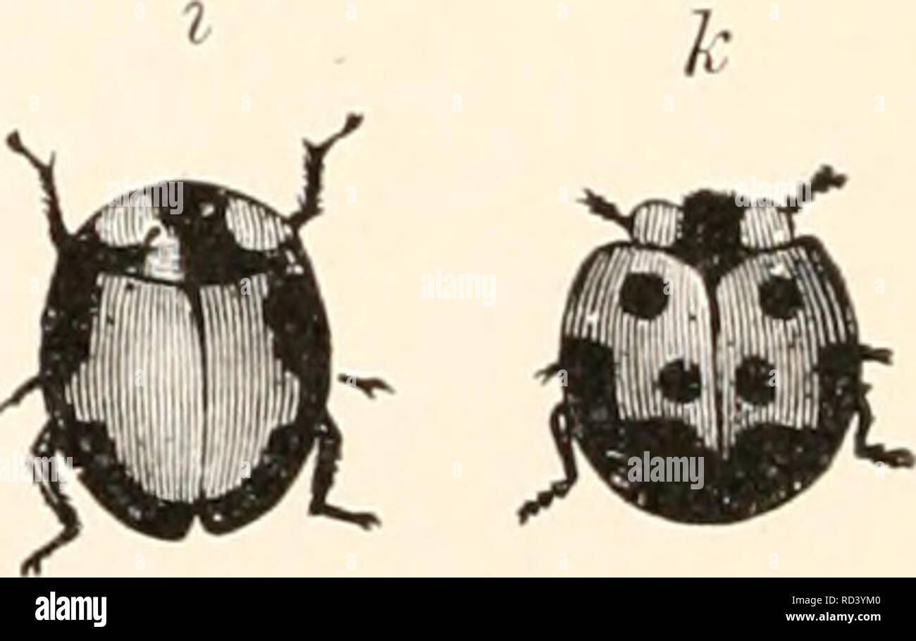 Pachyrhynchus sp hi-res stock photography and images - Alamy