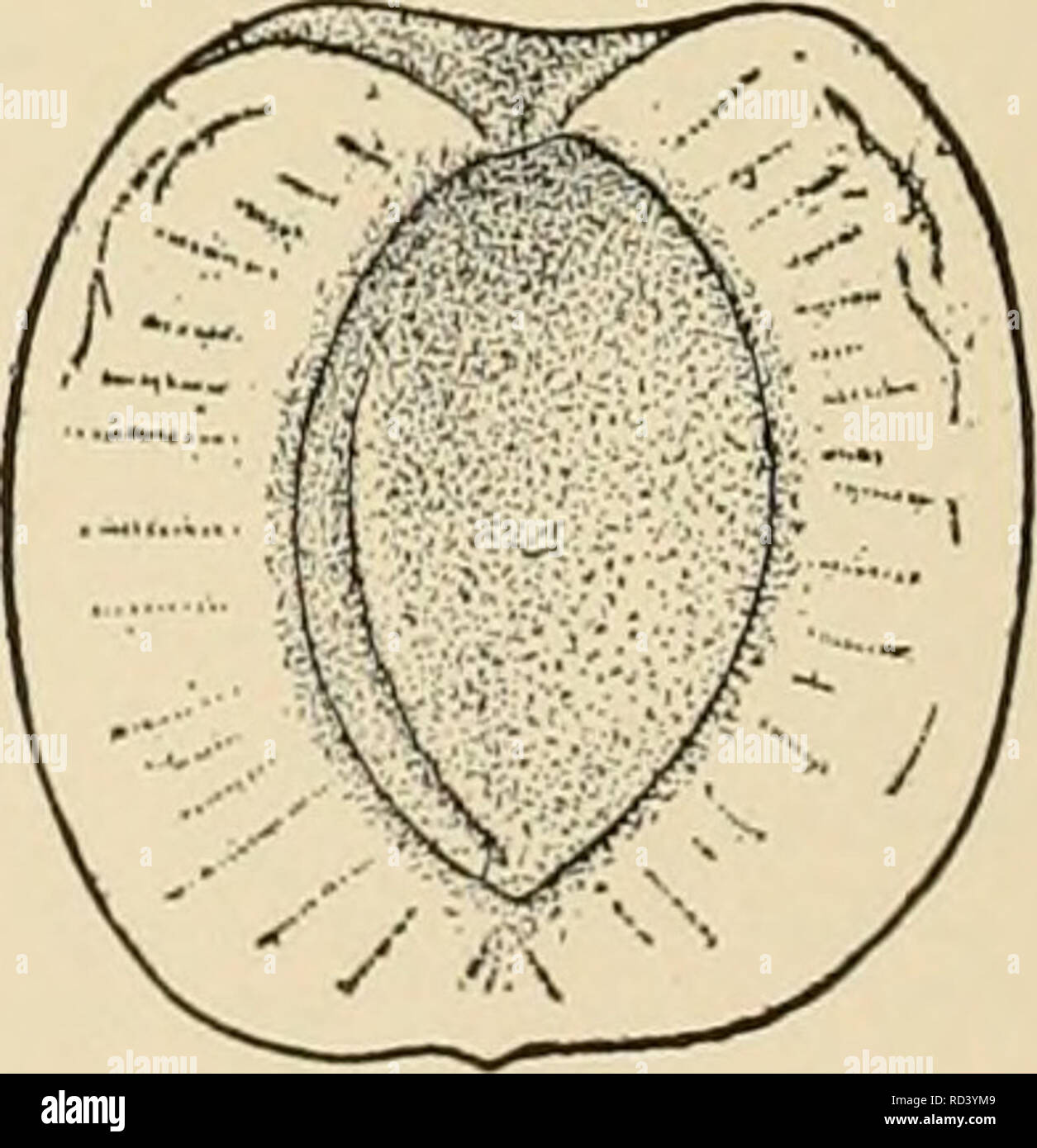 Flushed skin hi-res stock photography and images - Alamy