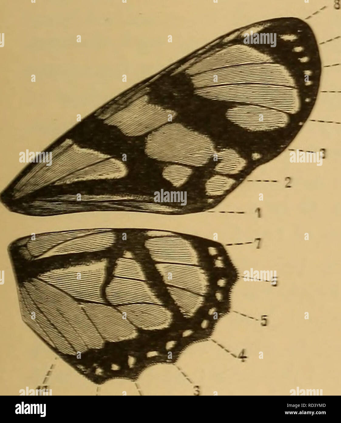 Heliconius i hi-res stock photography and images - Alamy