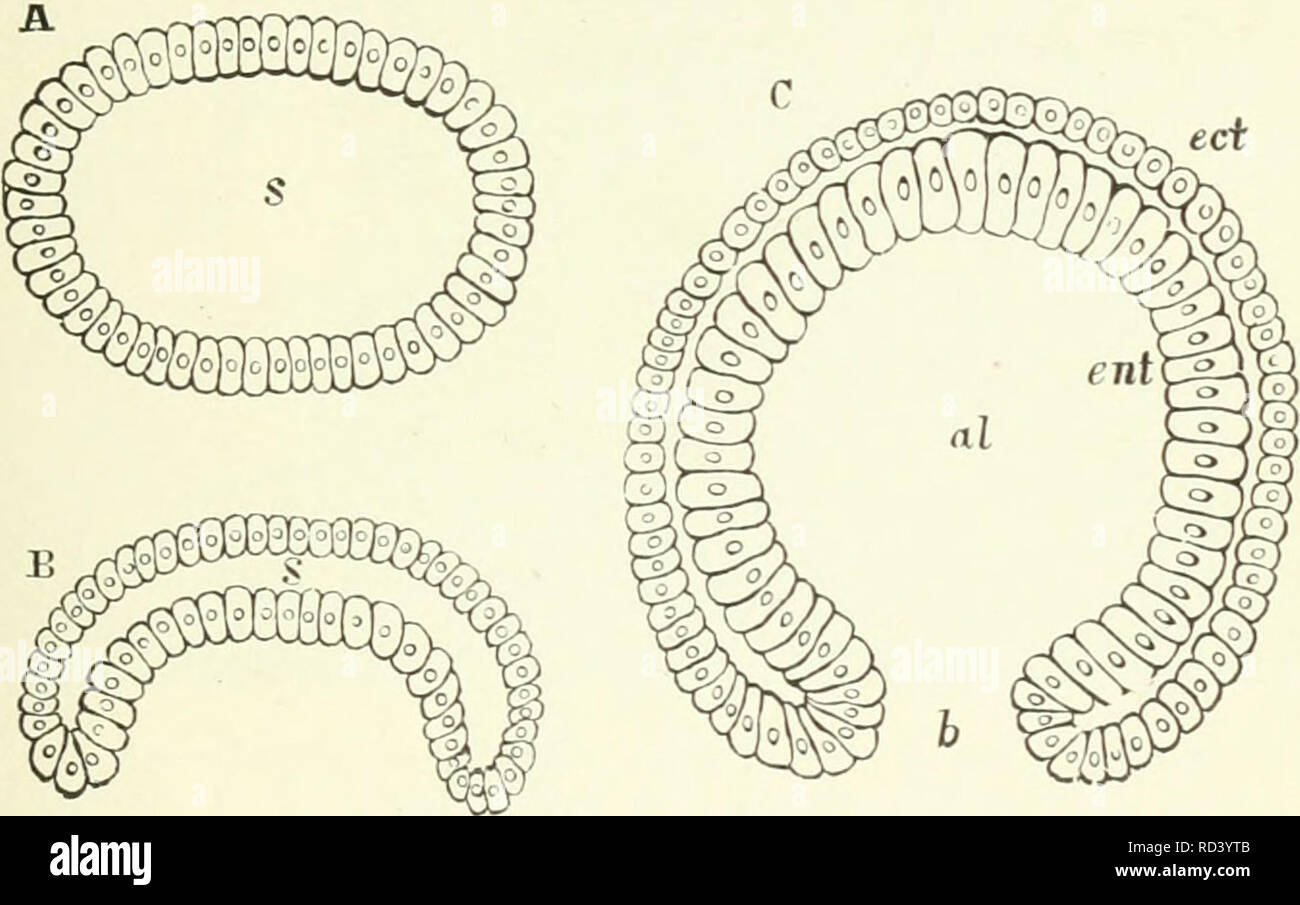 Body segmentations hi-res stock photography and images - Alamy