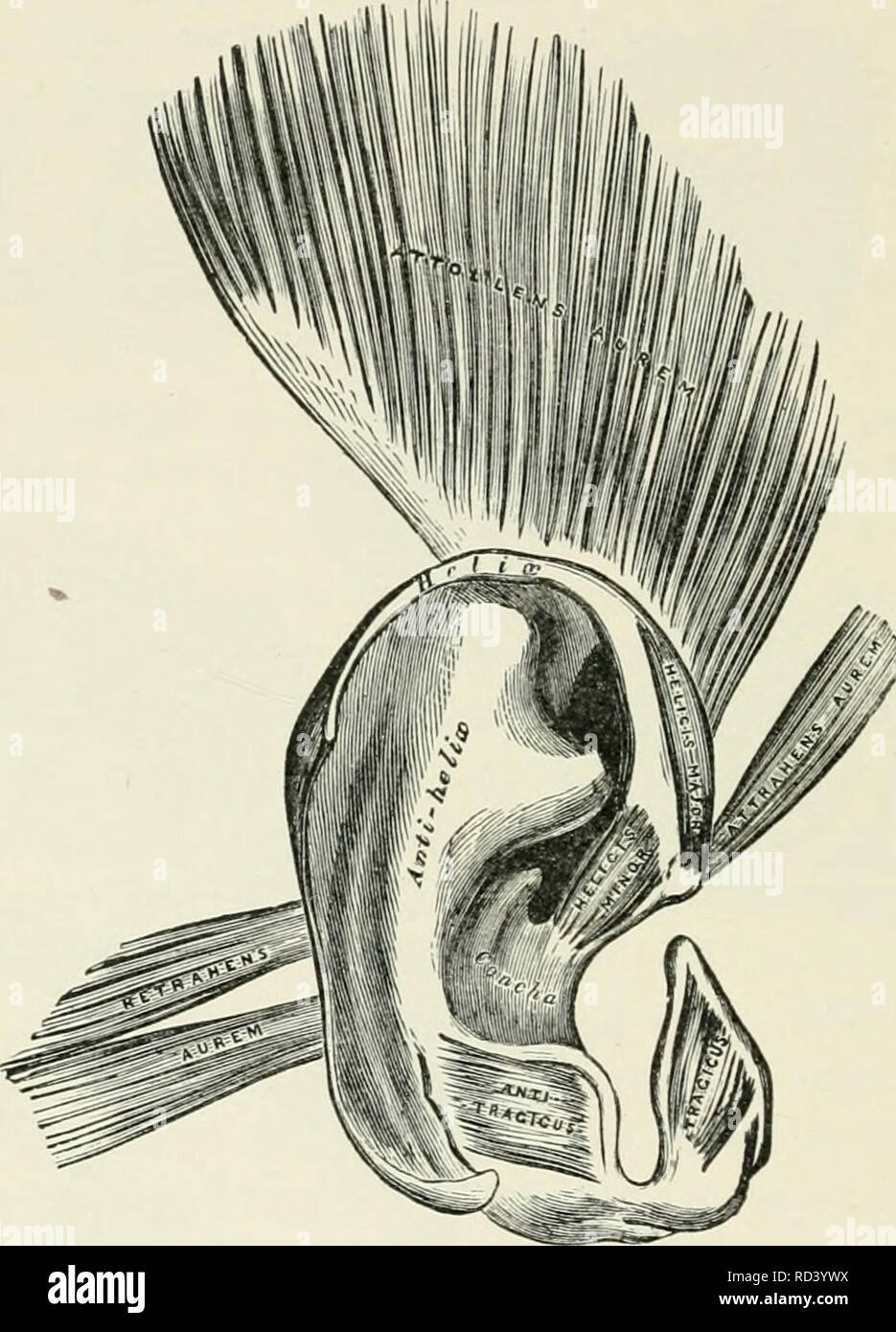 Grays anatomy hi-res stock photography and images - Alamy