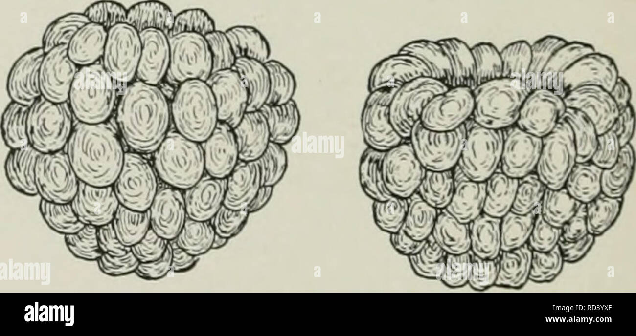 Large red gall hi-res stock photography and images - Alamy