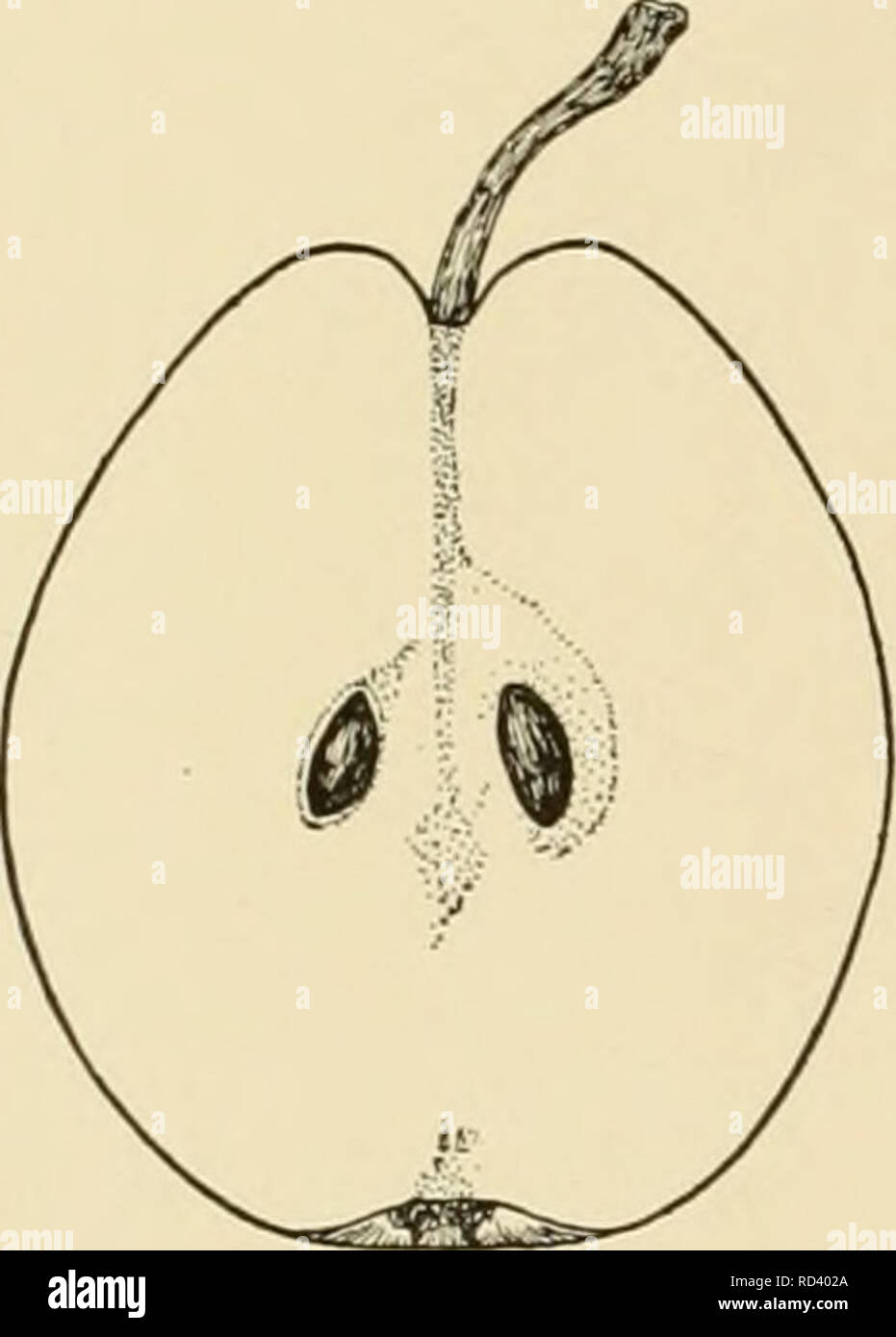 Malformed fruit hi-res stock photography and images - Alamy