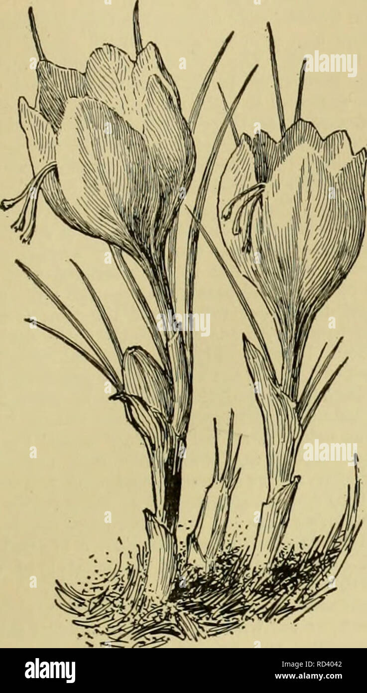 Gum arable hi-res stock photography and images - Alamy