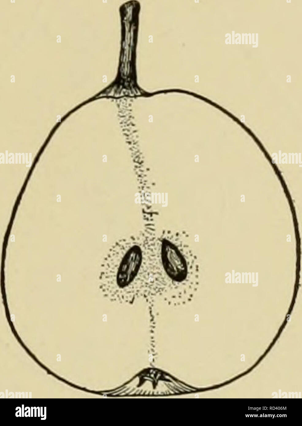 . Cyclopedia of hardy fruits. Fruit; Fruit-culture. toward the apex ...