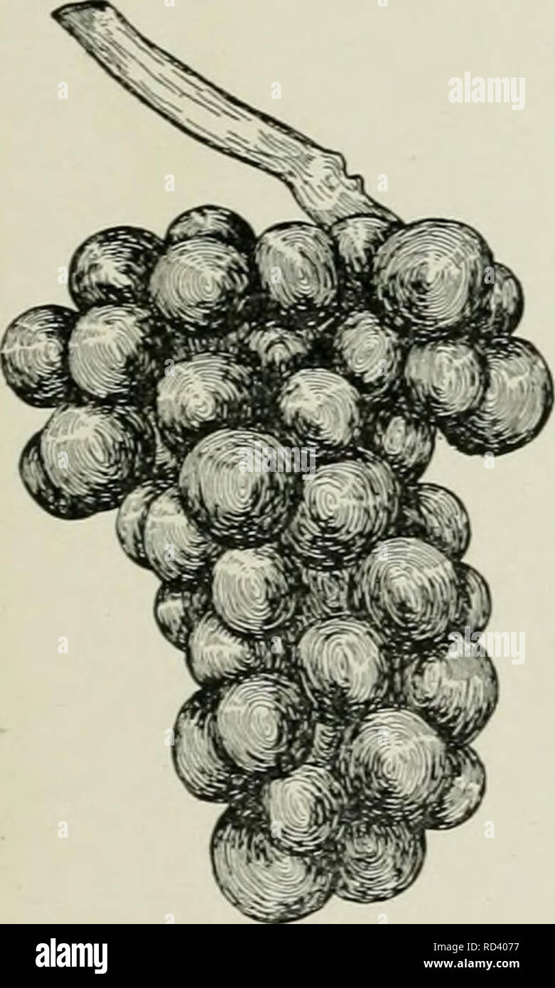 V labrusca hi-res stock photography and images - Alamy