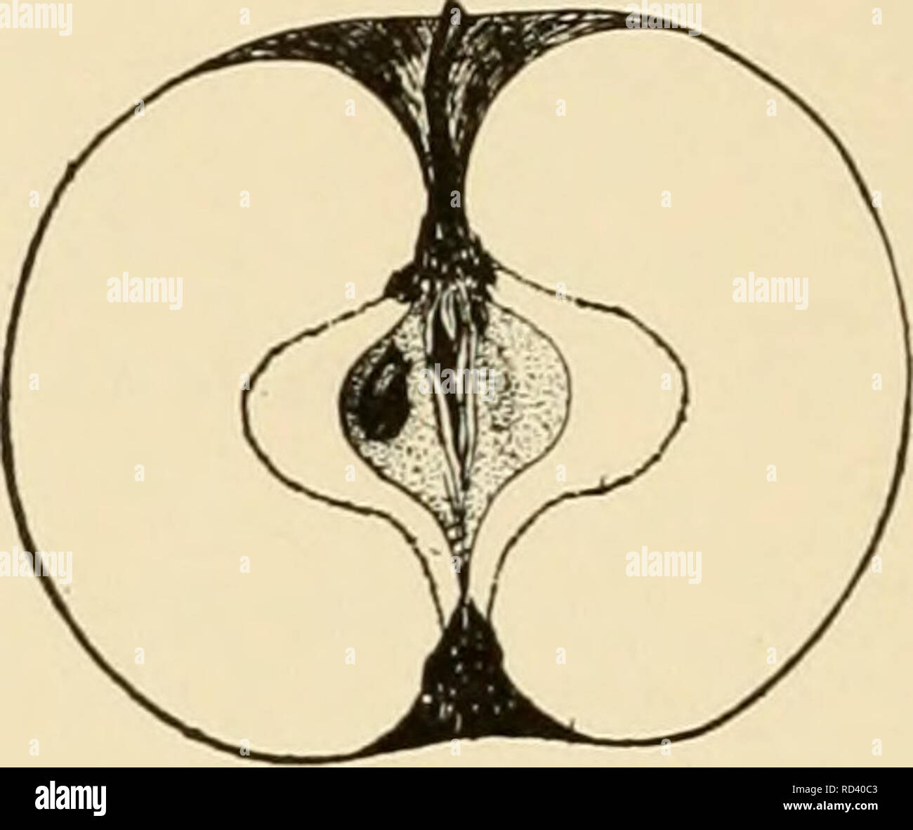 Faintly ribbed tube hi-res stock photography and images - Alamy