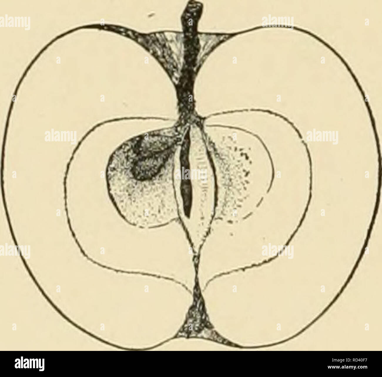 Deep narrow lobes hi-res stock photography and images - Alamy