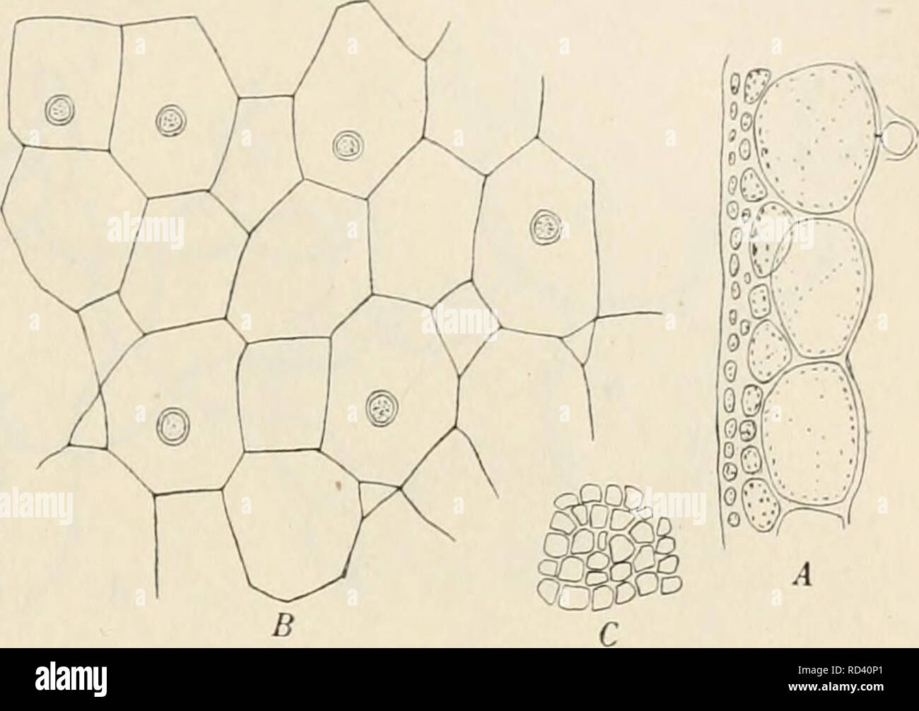 . Dansk botanisk arkiv. Plants; Plants -- Denmark. F. Borgesen ...