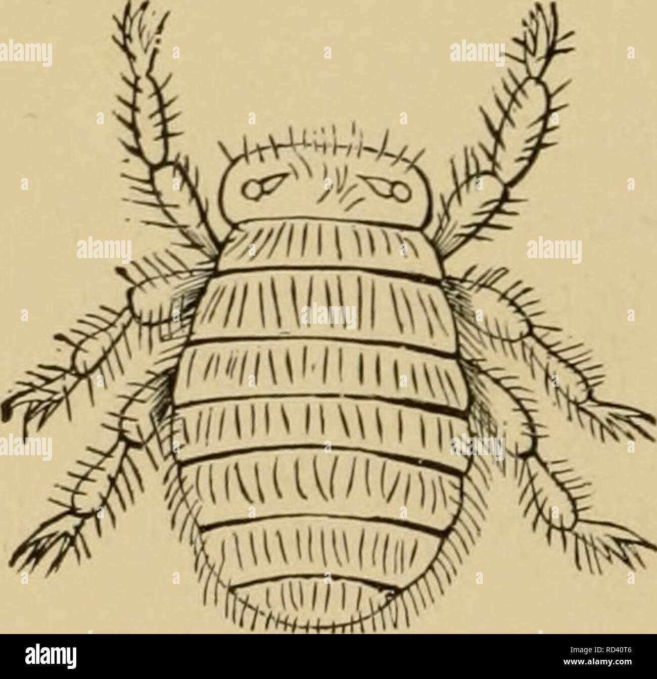 . Elementary entomology. Entomology. Fig. 382. Sheep-tick {Melaphagiis ...