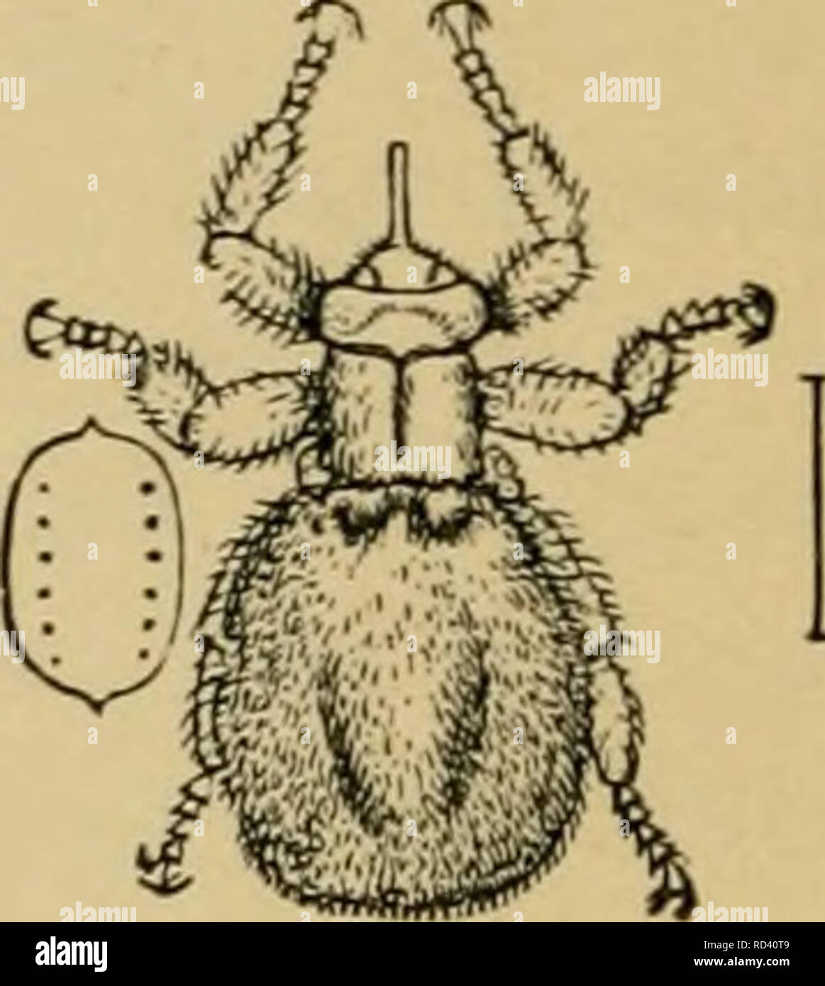 . Elementary entomology. Entomology. Fig. 381. A louse-fly (C^^rj/fl sp ...
