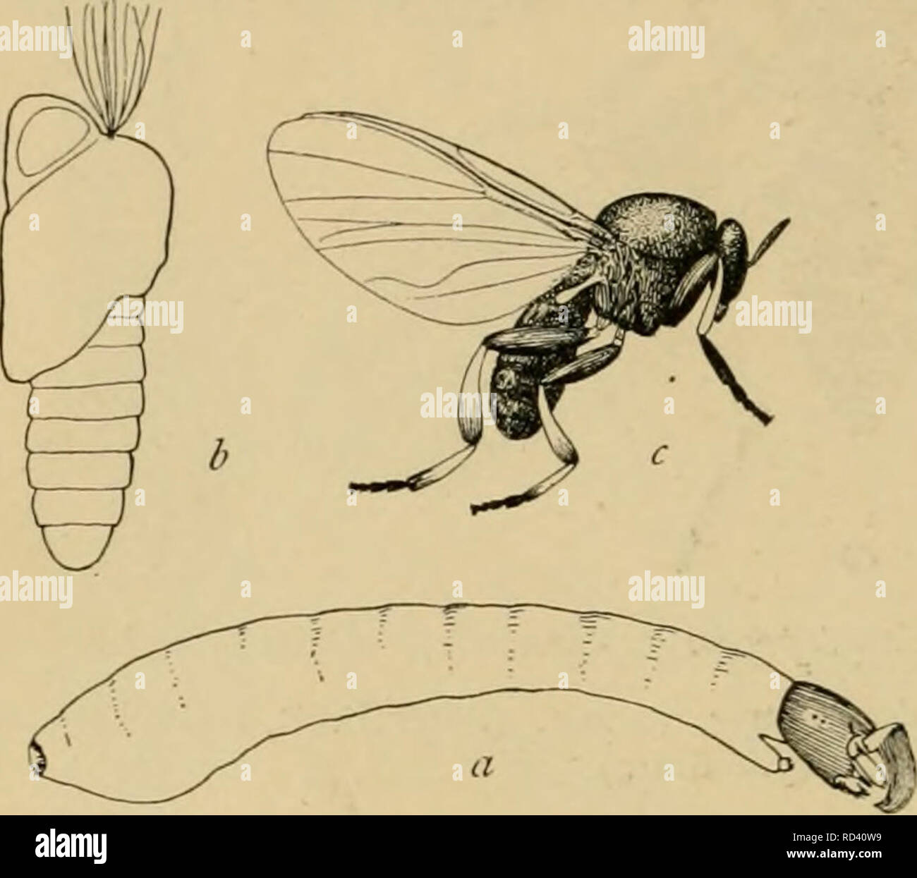 . Elementary entomology. Entomology. 226 ELEMENTARY ENTOMOLOGY They are ...