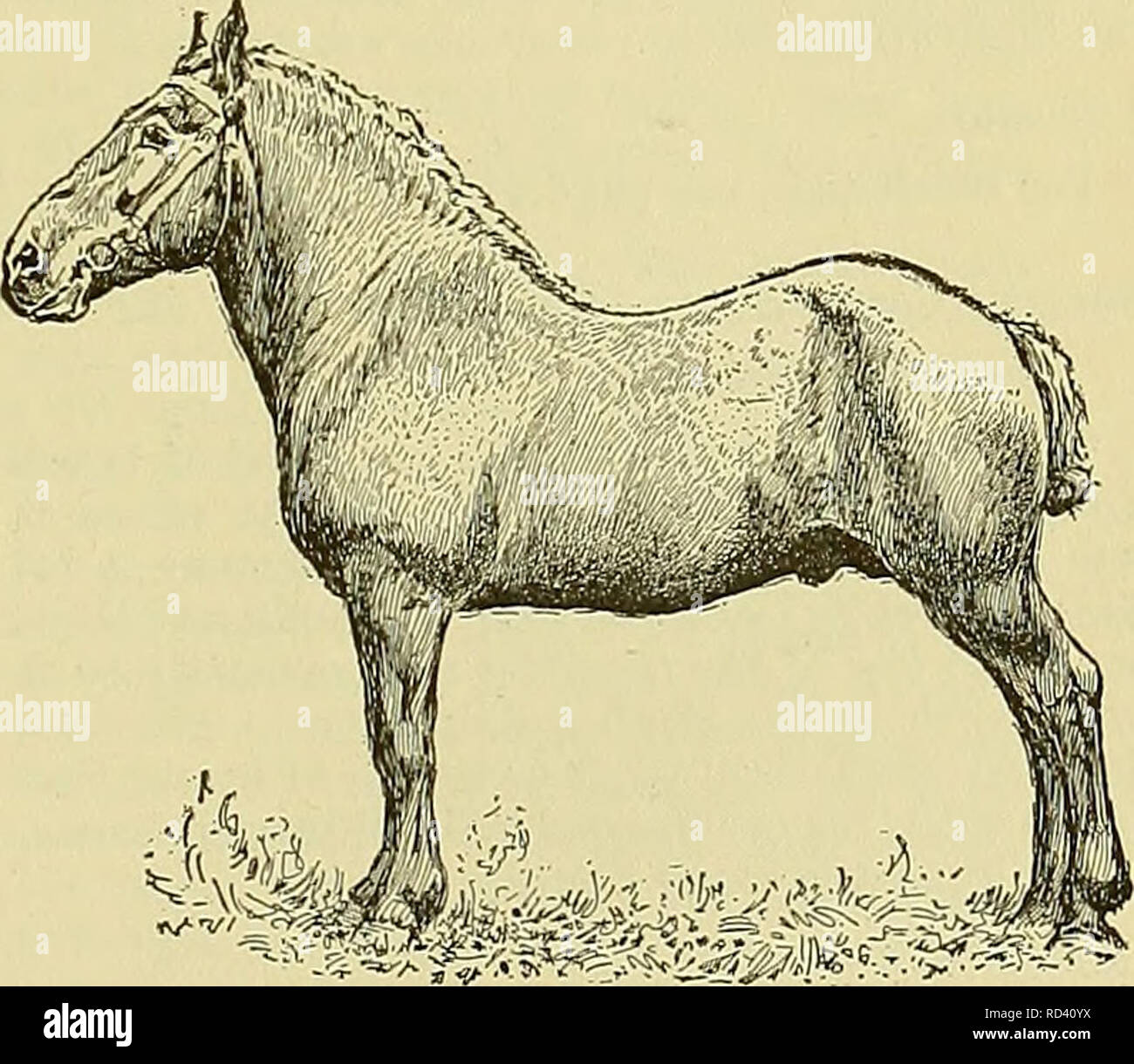 . Cyclopedia of farm animals. Domestic animals; Animal products. Fig ...