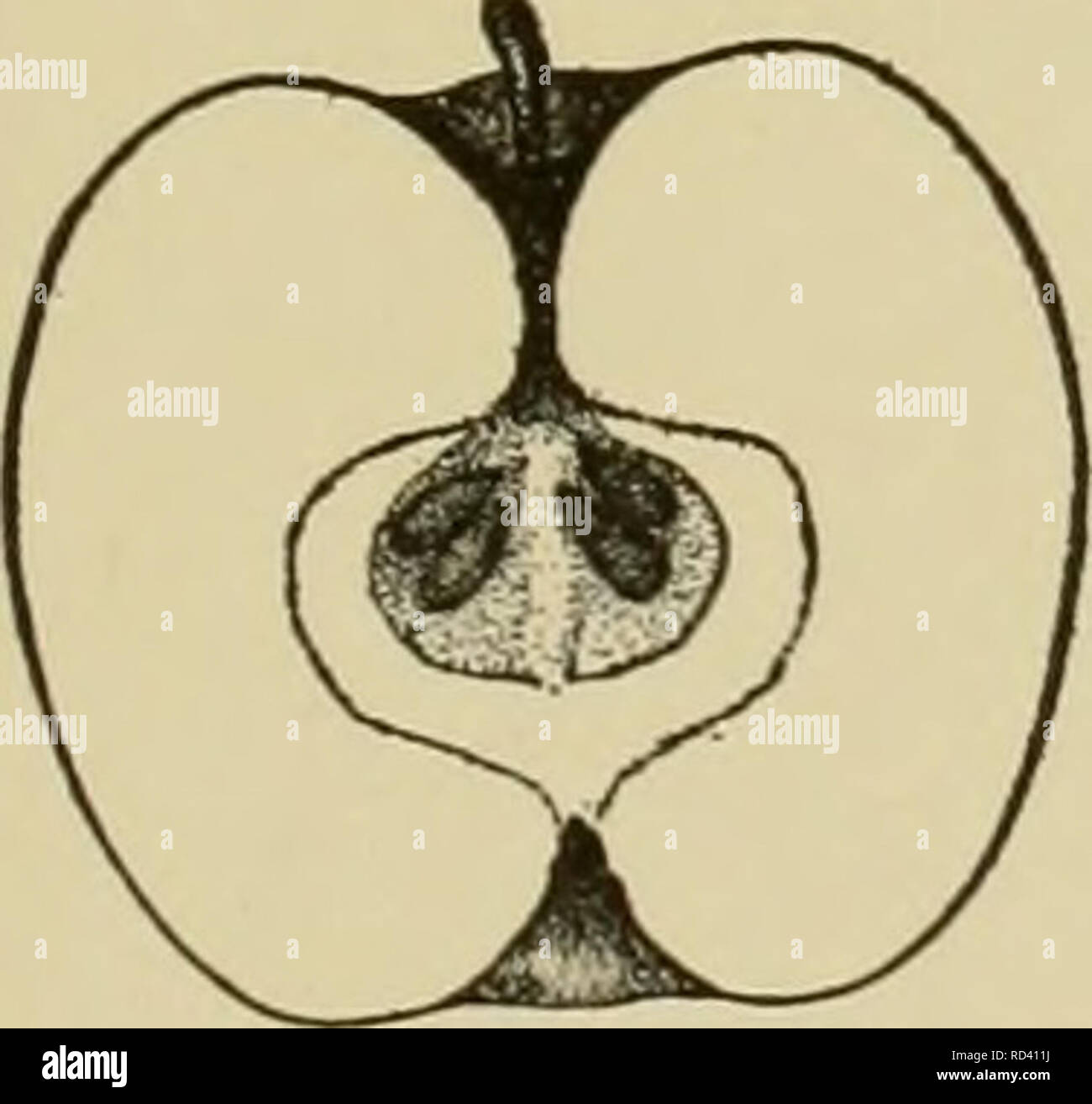 . Cyclopedia of hardy fruits. Fruit; Fruit-culture. 28. Jewett Red ...