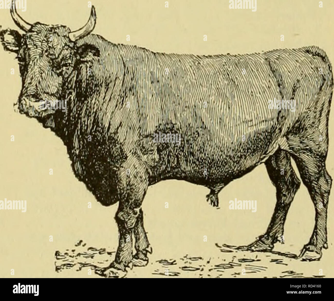 Dark stripe on the animals back hi-res stock photography and images - Alamy