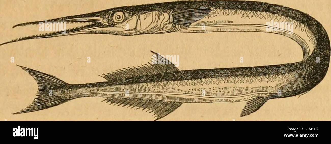 Pao font hi-res stock photography and images - Alamy