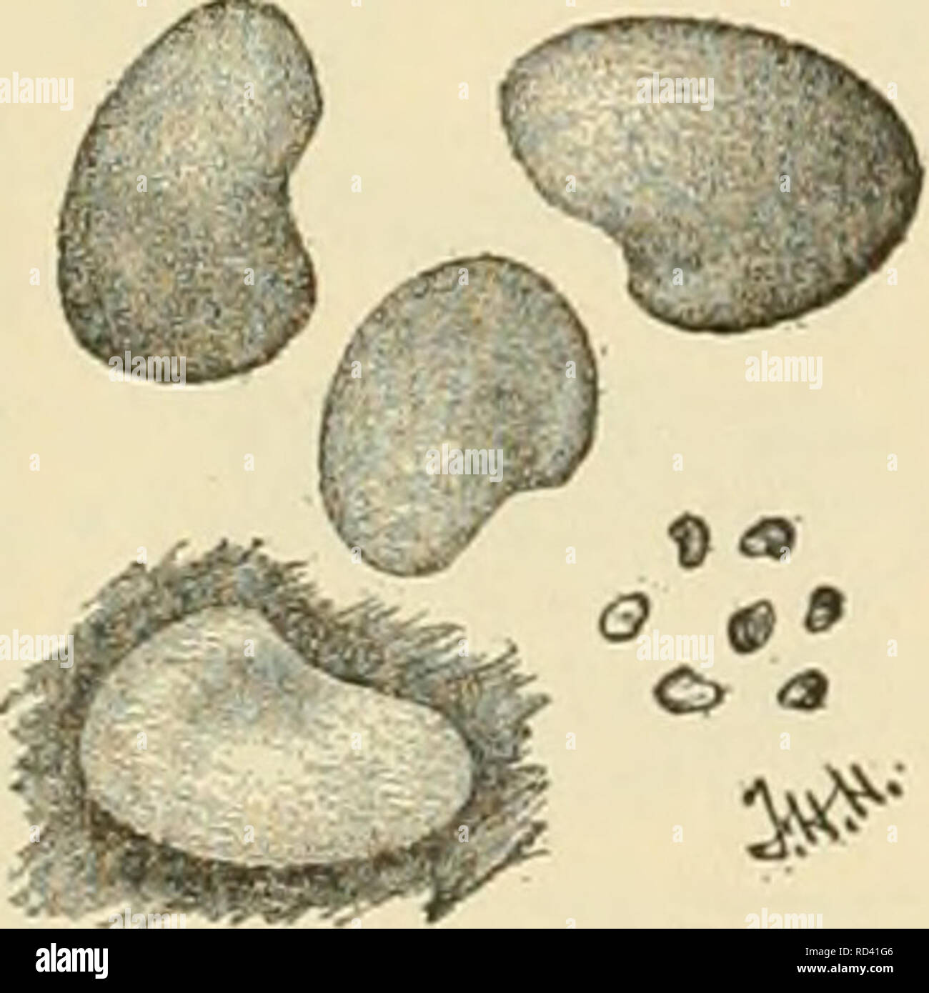 Perigynia hi-res stock photography and images - Alamy