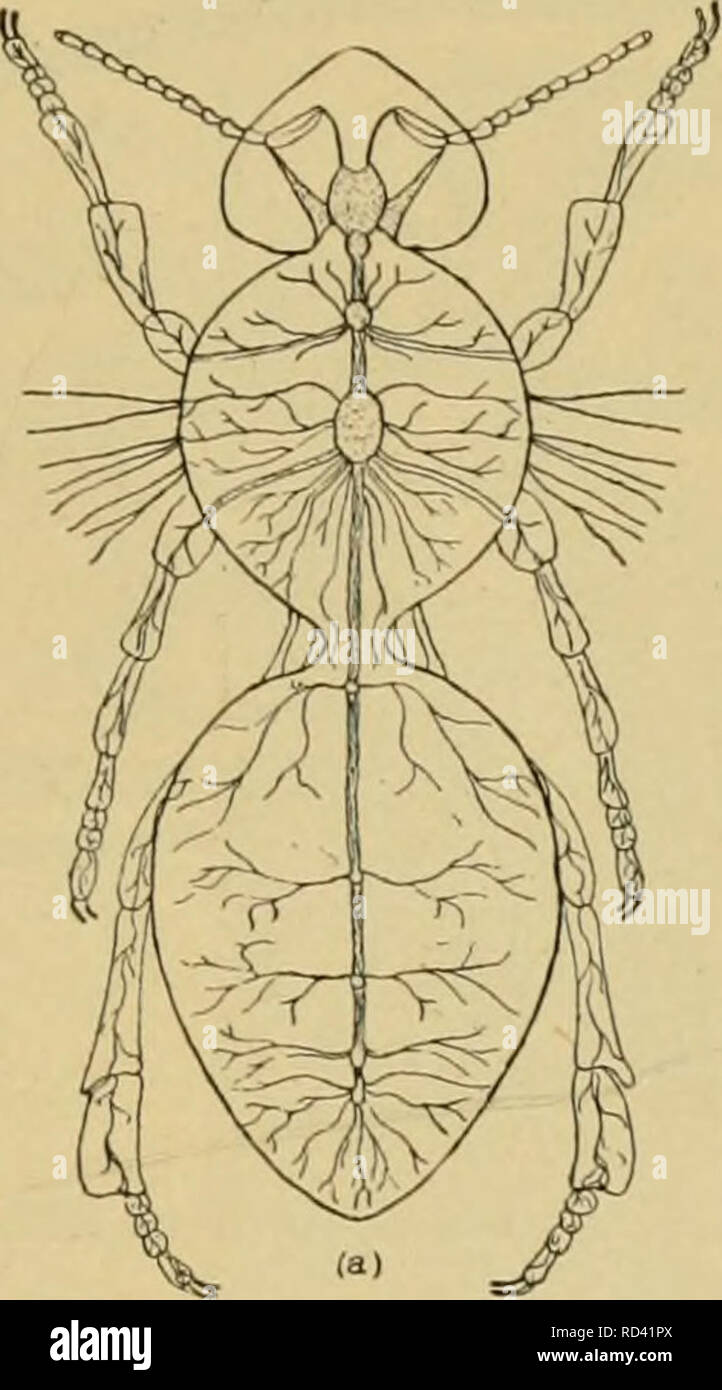 . Elementary entomology. Entomology. ANATOMY OF INSECTS — INTERNAL ;7 ...
