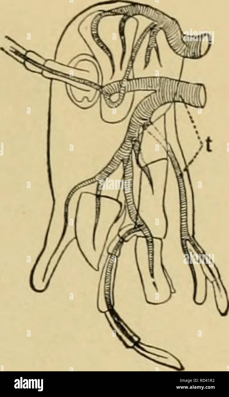 . Elementary entomology. Entomology. ANATOMY OF INSECTS — INTERNAL 35 ...