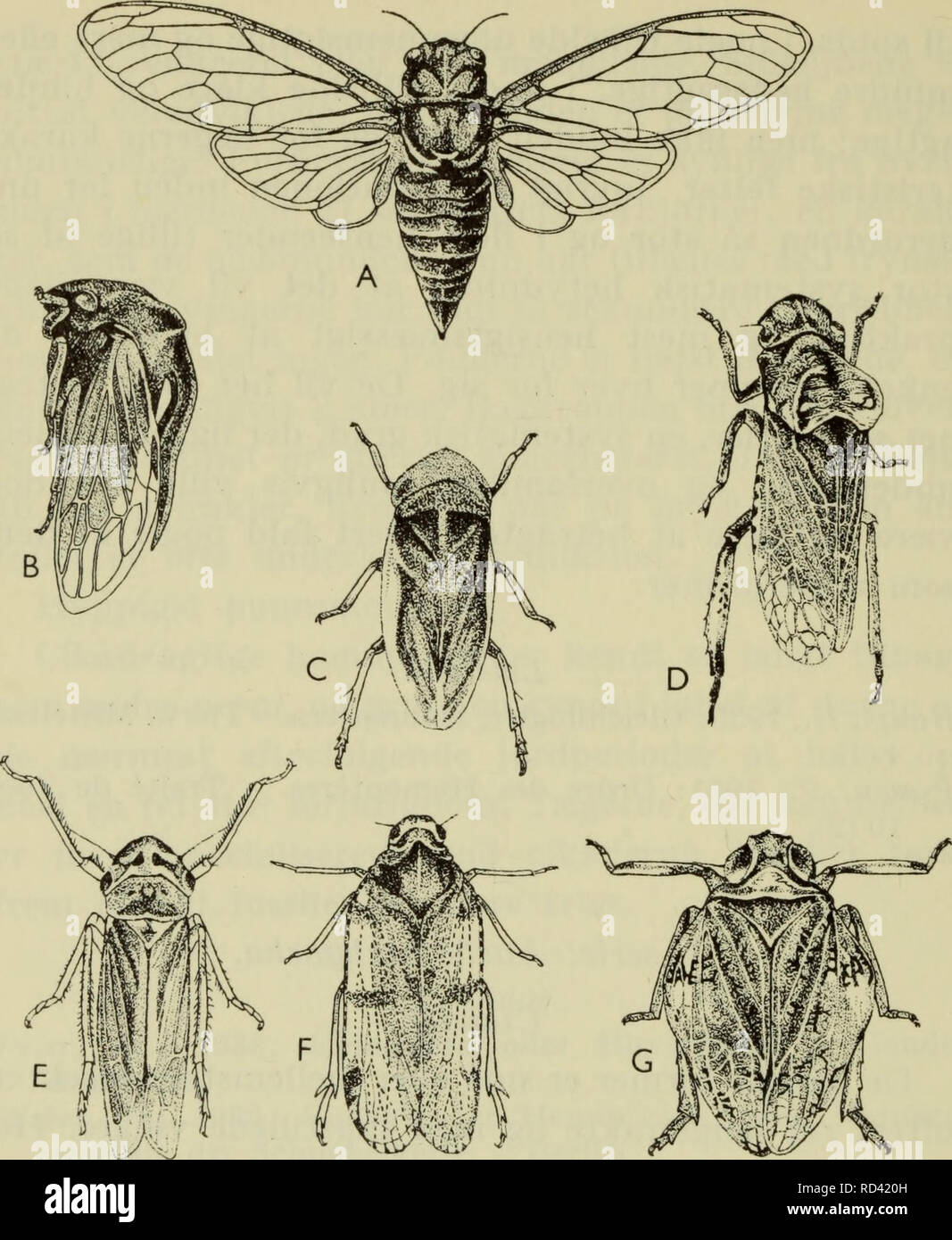 Muscaeformis High Resolution Stock Photography and Images - Alamy