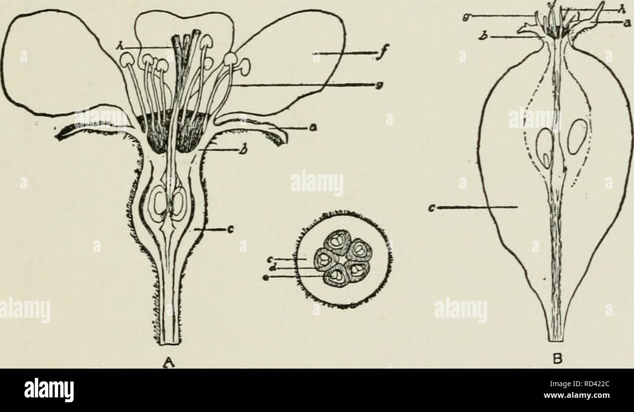Very like pomes hi-res stock photography and images - Alamy