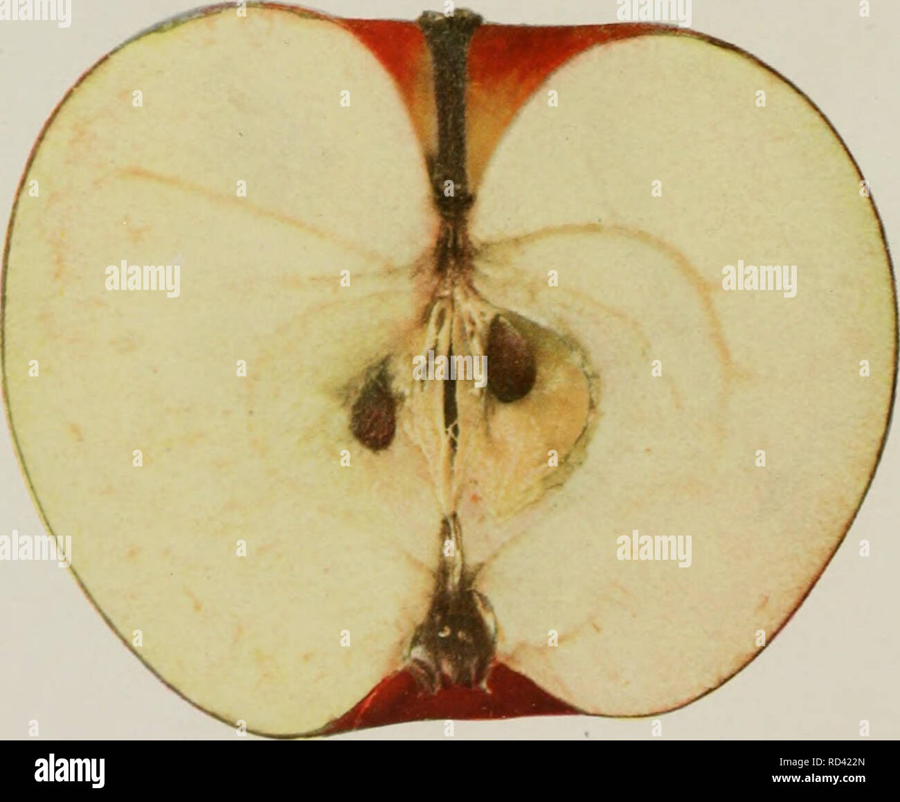 . Cyclopedia of hardy fruits. Fruit; Fruit-culture. BALDWIN. Please ...