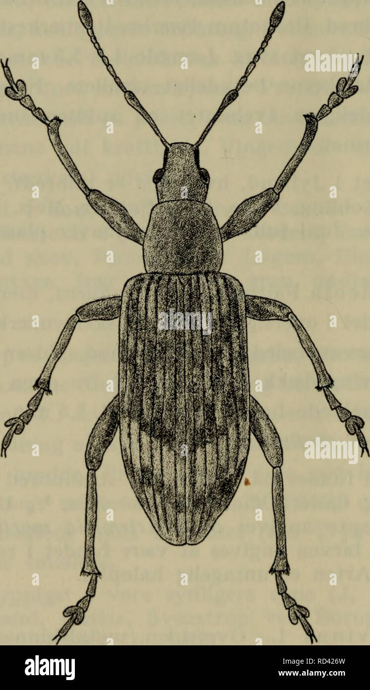 Polydrosus tereticollis hi-res stock photography and images - Alamy