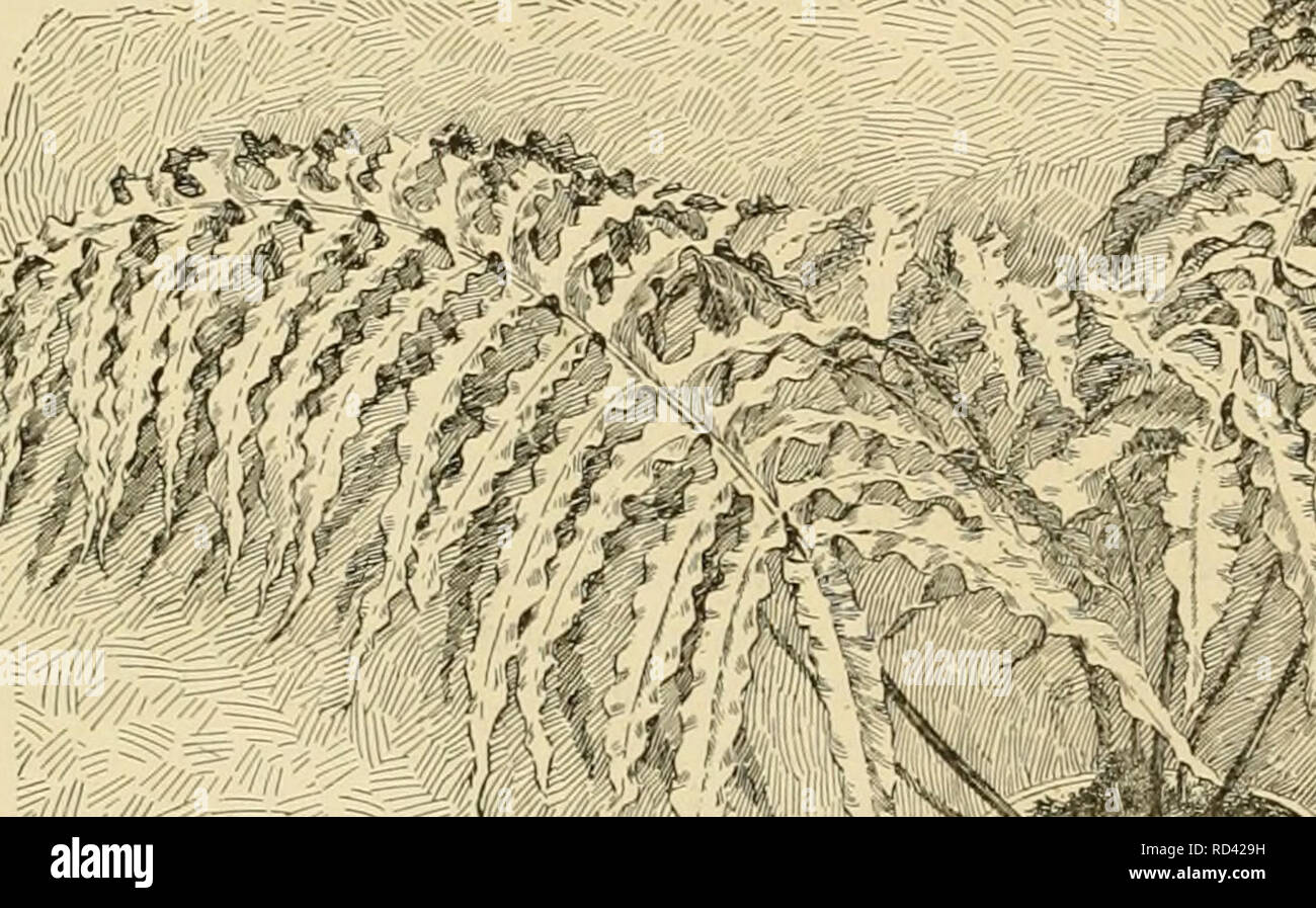 Mosses ferns lichens algae hi-res stock photography and images - Alamy