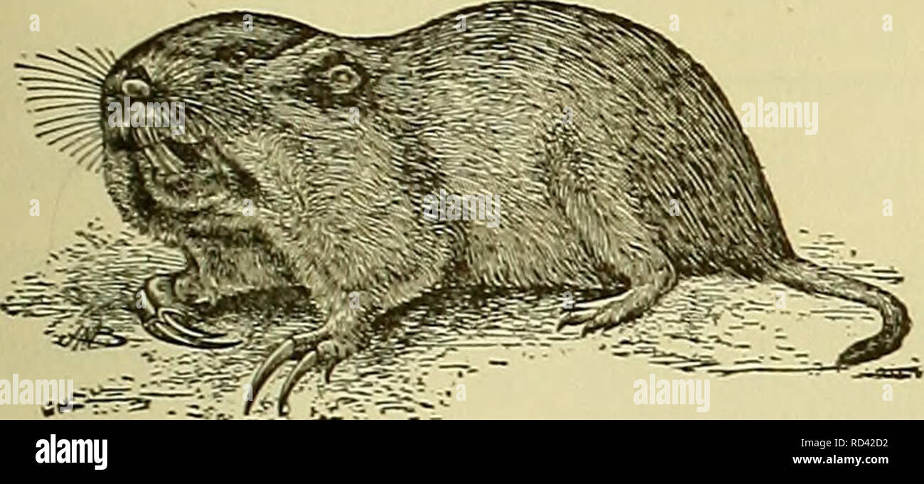 . Cyclopedia of farm animals. Domestic animals; Animal products. WILD ...