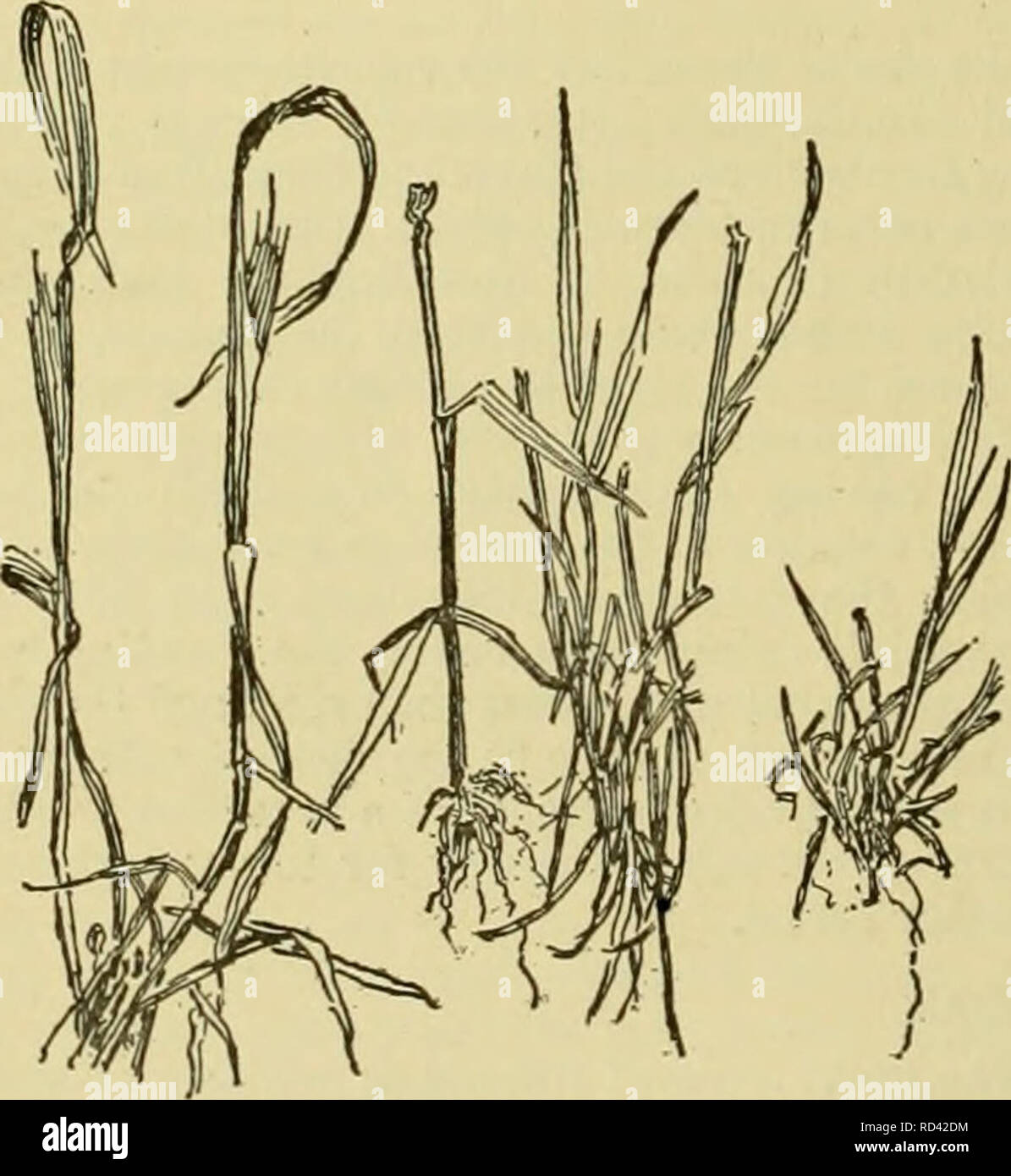 Flying chipmunks hi-res stock photography and images - Alamy