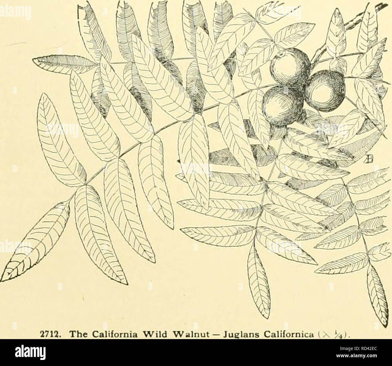 North american walnut trees hi-res stock photography and images - Alamy