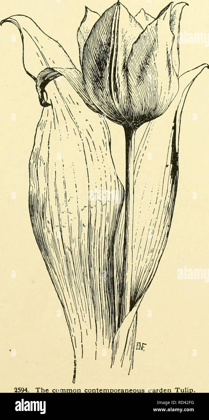 Vegetable monstrosities hi-res stock photography and images - Alamy