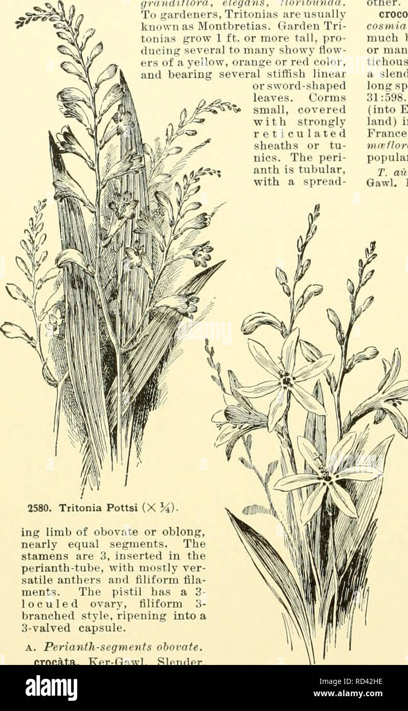 Flowers tritonia hi-res stock photography and images - Alamy