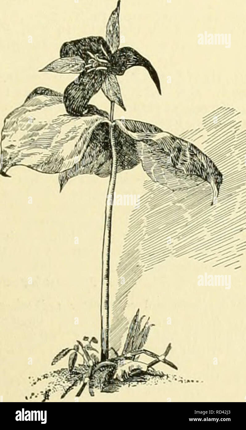 Triphasia hi-res stock photography and images - Alamy