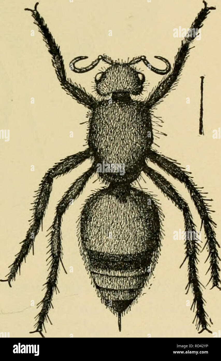 True spider forms hi-res stock photography and images - Alamy